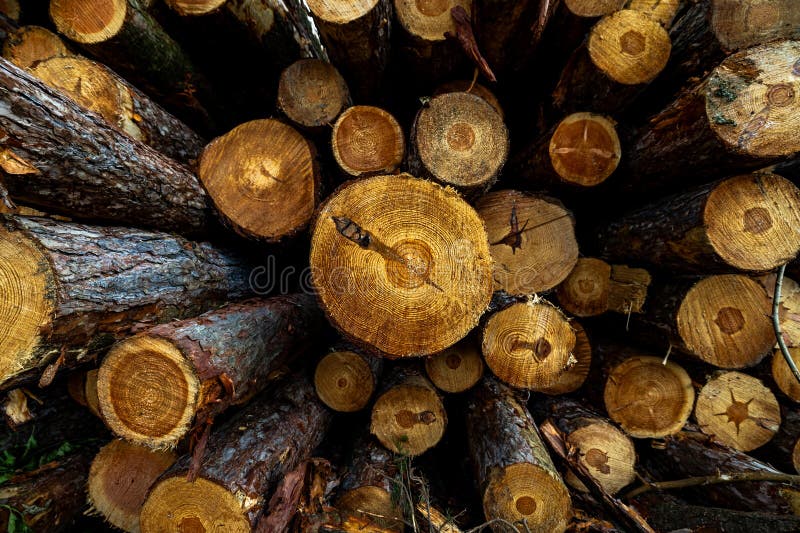Stack of Many Sawn Logs of Pine Trees Stock Image - Image of firewood ...