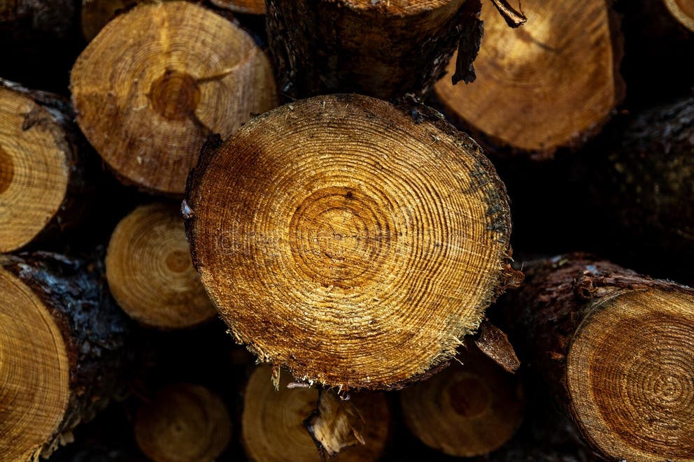 Stack of Many Sawn Logs of Pine Trees Stock Photo - Image of material ...