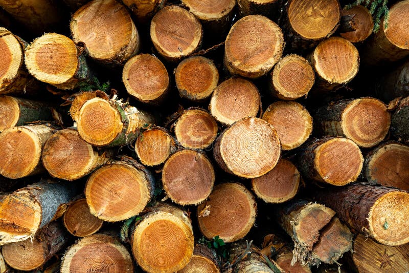 Stack of Many Sawn Logs of Pine Trees Stock Photo - Image of energy ...