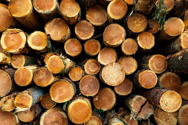 Stack of Many Sawn Logs of Pine Trees Stock Photo - Image of group ...