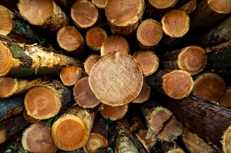 Stack of Many Sawn Logs of Pine Trees Stock Photo - Image of brown ...