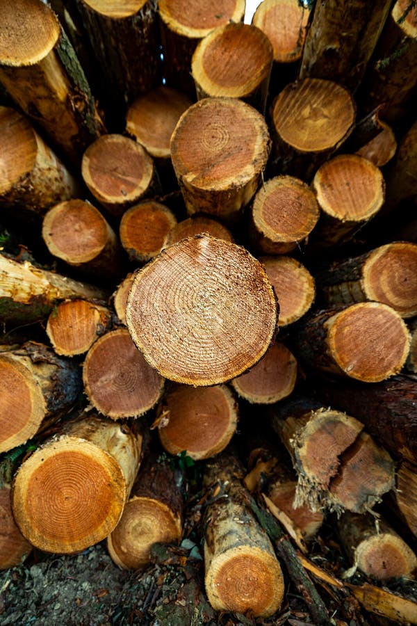 Stack of Many Sawn Logs of Pine Trees Stock Photo - Image of pine ...