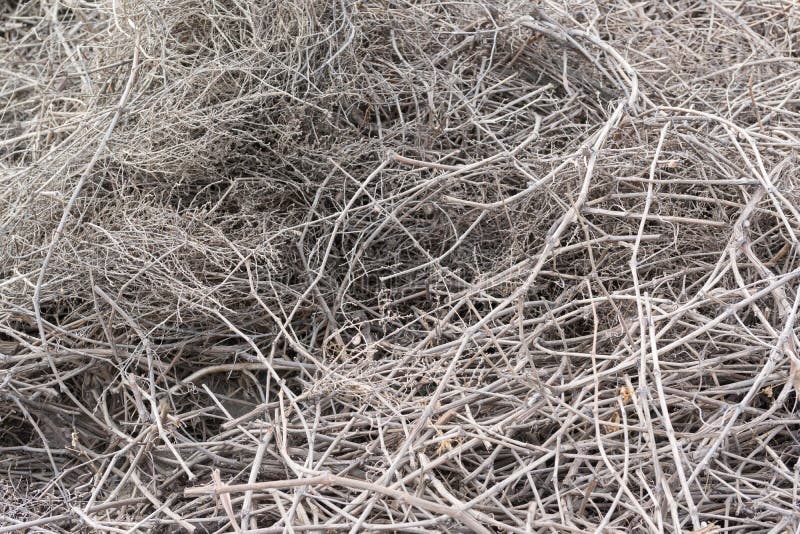 Dry Grape Vine on the Ground Stock Image - Image of growth, vine: 102407273