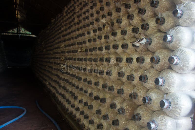 Stack of Mushroom Cubes in a Mushroom Farm Stock Photo - Image of ...