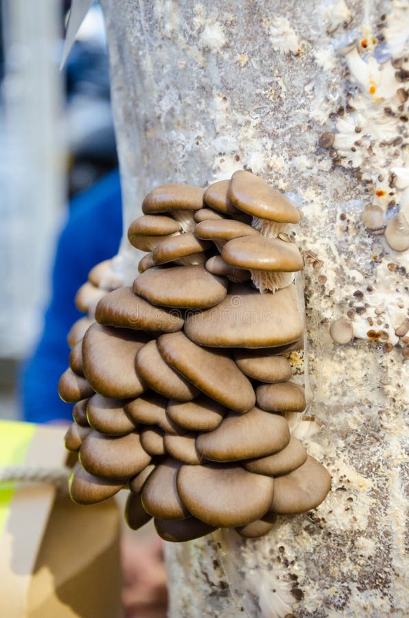 Stack of Mushrooms Growing on a Tree Trunk Stock Photo - Image of ...