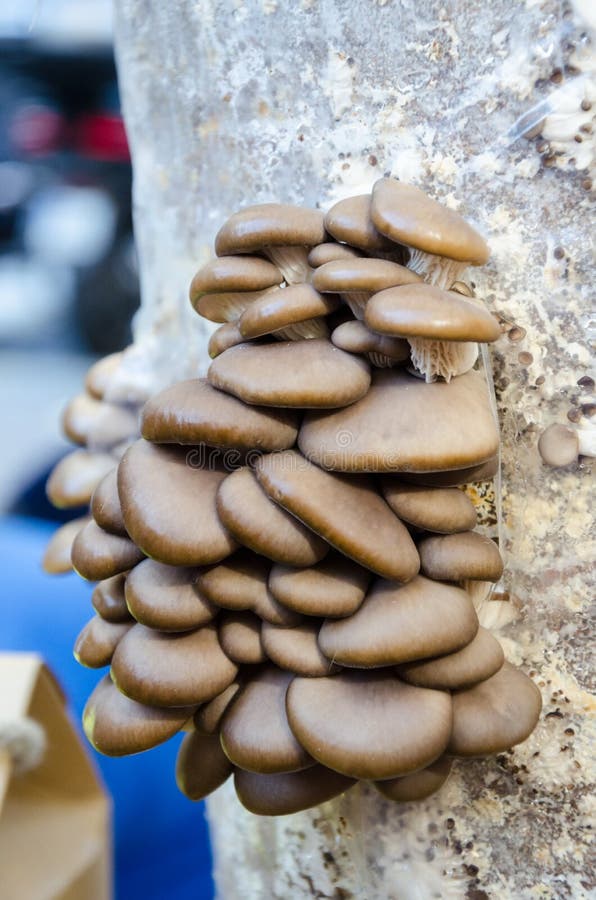 Stack of Mushrooms Growing on a Tree Trunk Stock Photo - Image of color ...