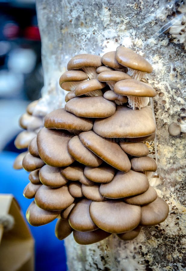 Stack of Mushrooms Growing on a Tree Trunk Stock Photo - Image of ...