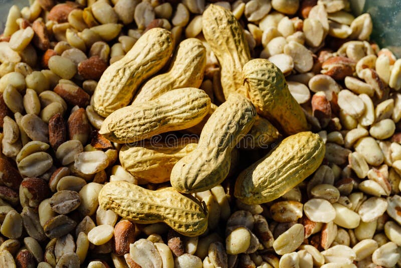 Stack of nuts stock photo. Image of angiosperms, branch - 250068516