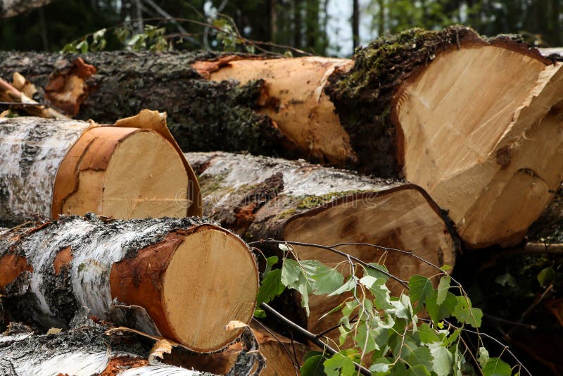 Stack of Oak Birch Logs with Leaves of a Tree End of a Tree Background ...