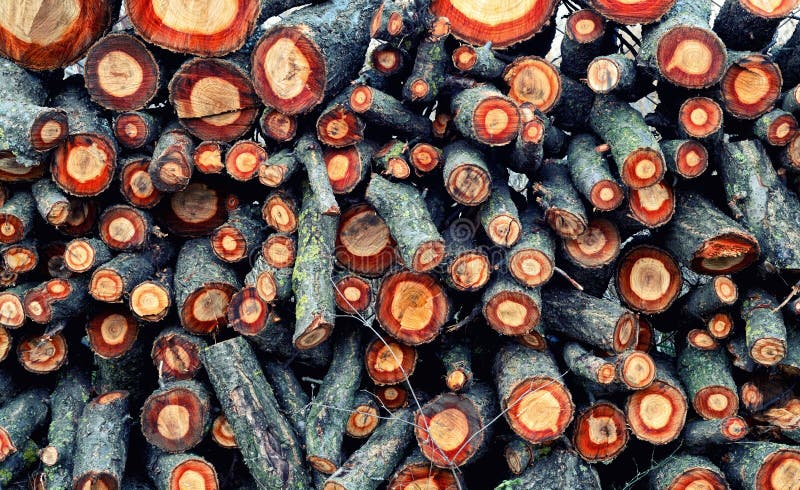 Stack of oak tree firewood stock image. Image of fire - 63229747