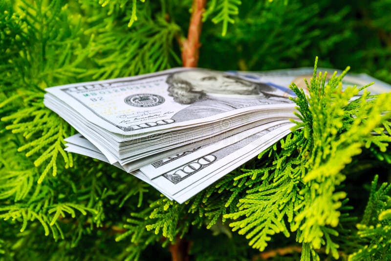 Stack of One Hundred Dollar Bills on Christmas Tree. Stock Photo ...