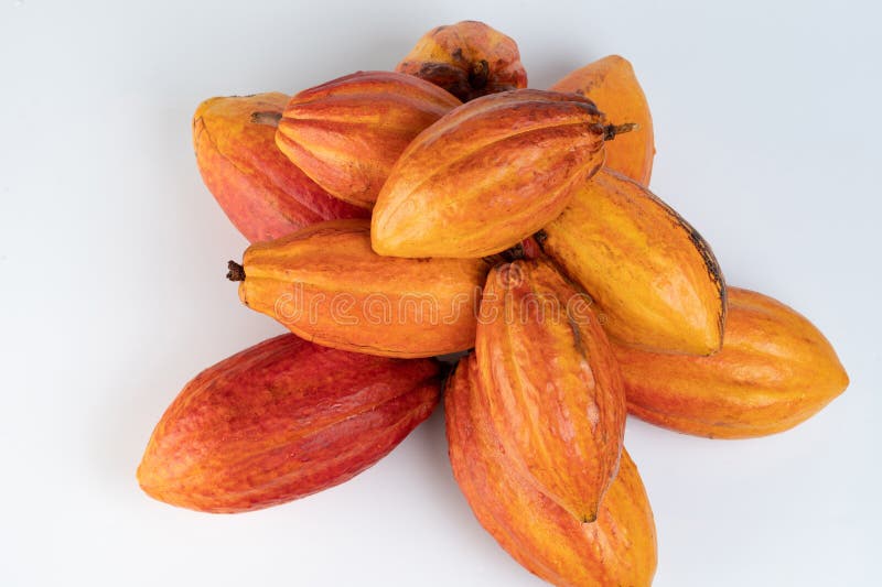 Stack of Orange Color Cacao Pods Stock Photo - Image of nutrition ...