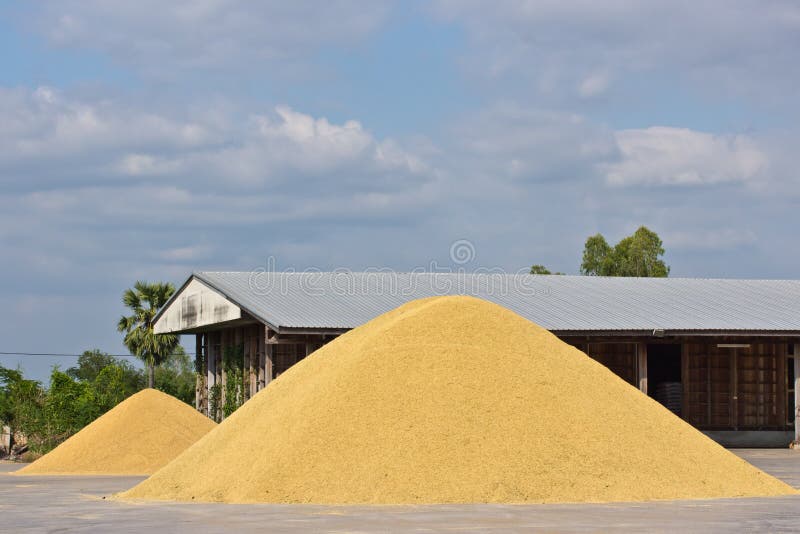 522 Stack Paddy Stock Photos - Free & Royalty-Free Stock Photos from ...