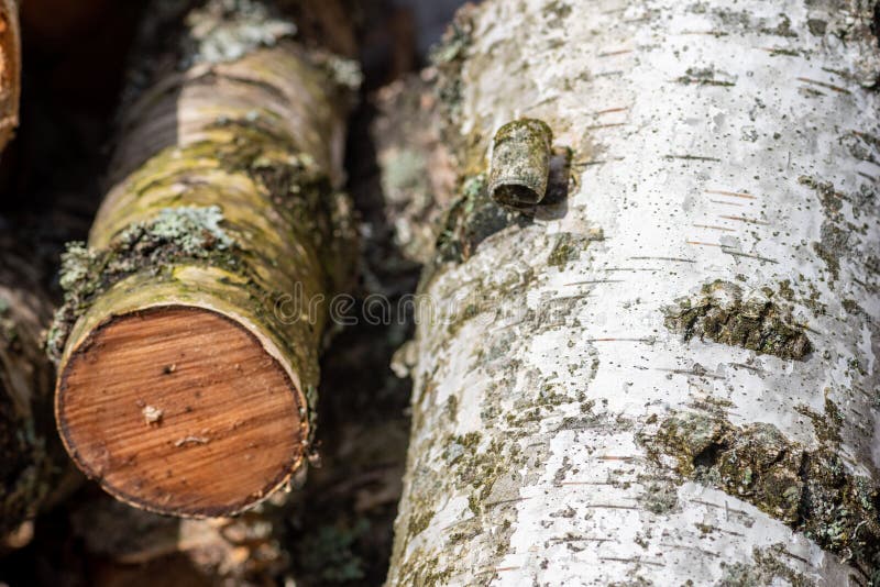 Dry logs of birch tree stock photo. Image of energy, generation - 40134968