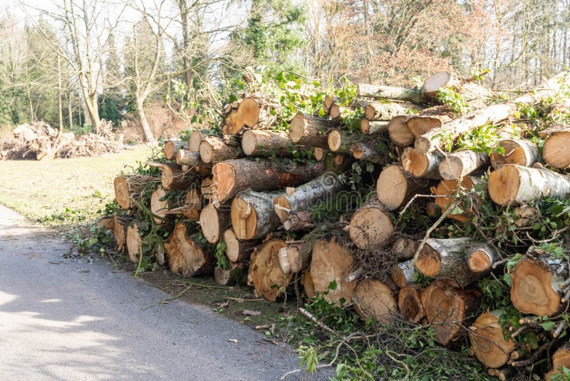Stack or Pile of Firewood after Storm Stock Image - Image of nature ...