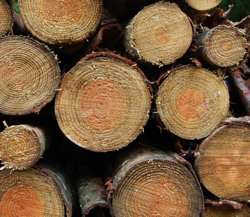 Stack / pile of logs stock photo. Image of pattern, grain - 17482948