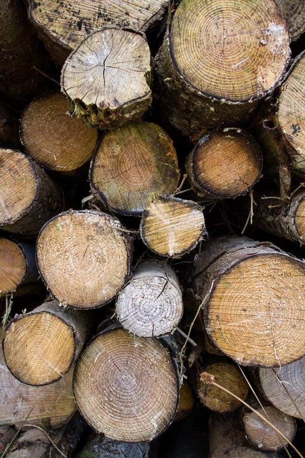 Stack and Pile of Logs stock photo. Image of environmentally - 93725380