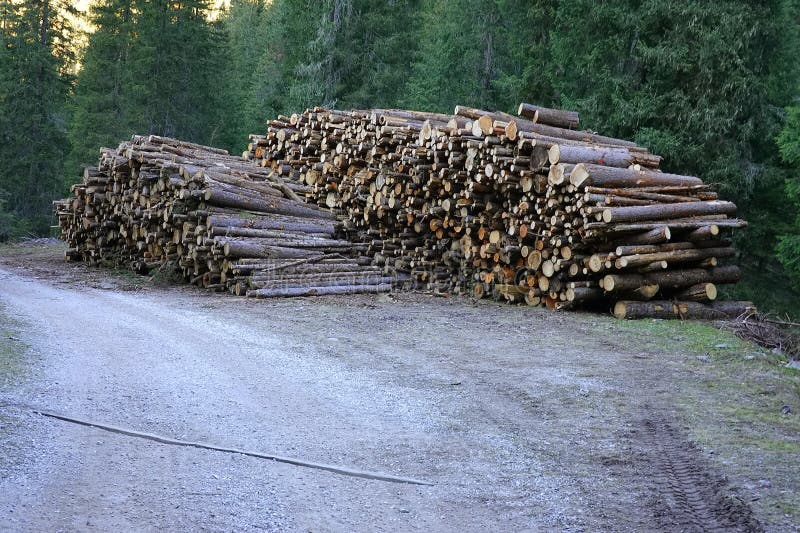 Stack of Piled Fir Tree Logs. Stock Image - Image of piled, frost ...