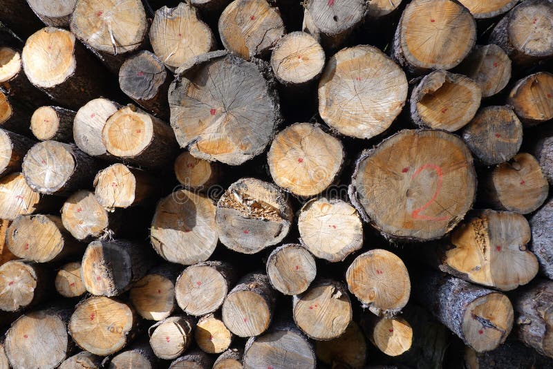 Stack of Piled Fir Tree Logs. Stock Photo - Image of europe, industry ...