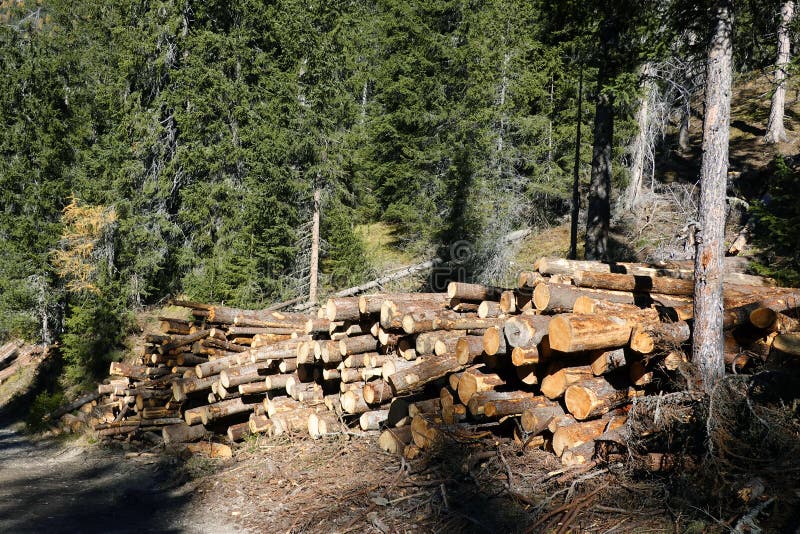 Stack of Piled Fir Tree Logs at the Edge of the Forest. Stock Photo ...