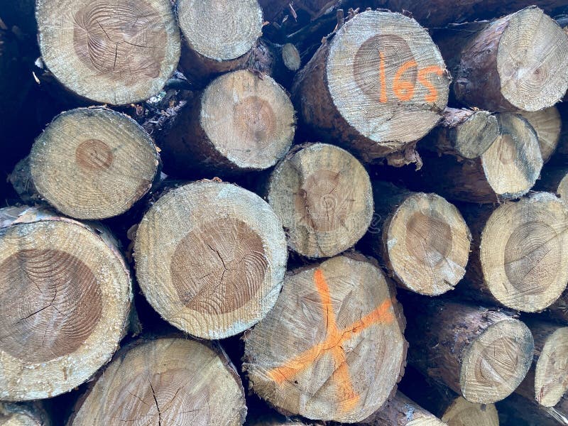 Pile or Stack of Natural Fire Wood Logs Stock Image - Image of pine ...