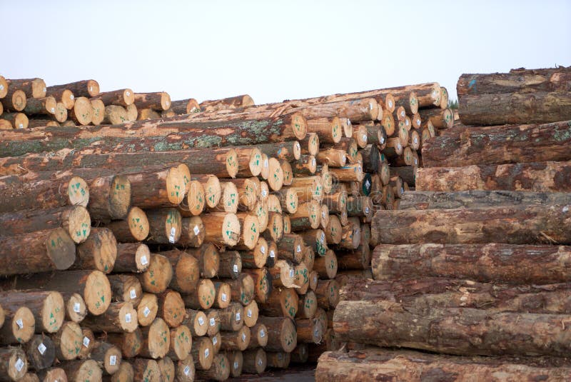 Stack of pine logs stock image. Image of constraction - 74803151