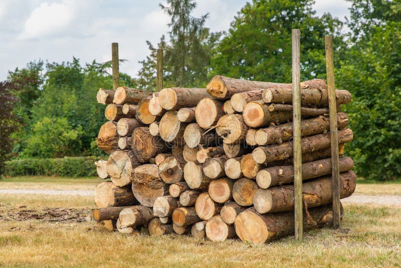 Stack of Pine Tree Trunks in Dutch Park Stock Image - Image of europe ...