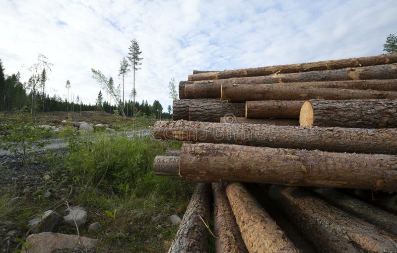 Stack of Pine Wood after Felling with a Road in the Background Stock ...