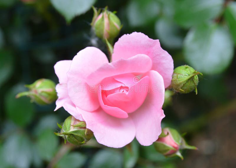 One Big Stack of Roses Red Pink White Stock Photo - Image of shrubs ...