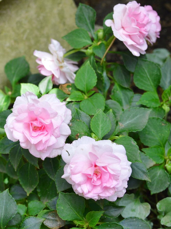 Stack Pink roses in garden stock image. Image of green - 331724241