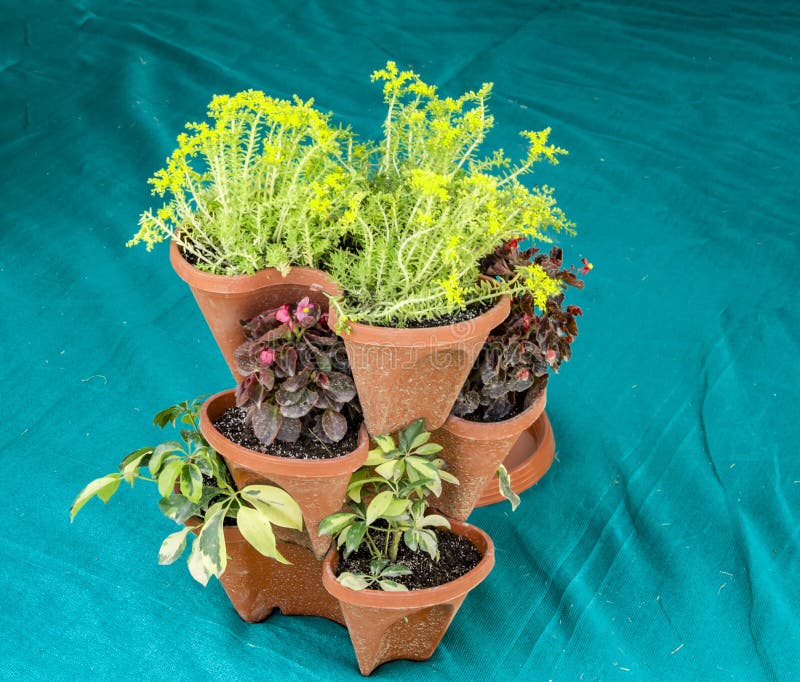 Stack of plants in pots stock photo. Image of spring - 74080828