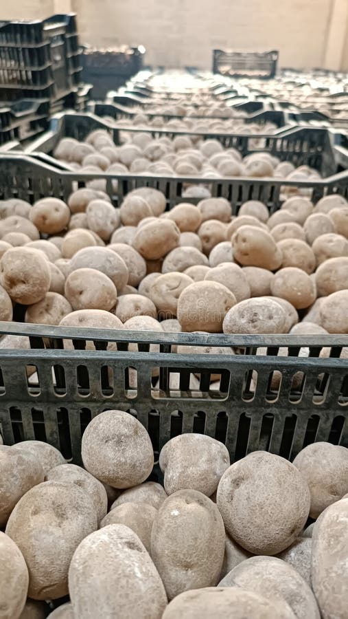 The Stack of Potato Seeds in the Storage Basket Stock Image - Image of ...