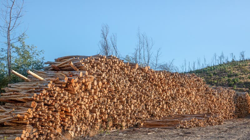 Stack of Pruned Trees for the Timber Industry Stock Photo - Image of ...
