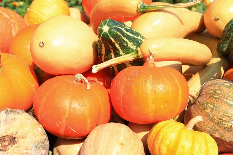 Pumpkin stock image. Image of yellow, greenstuff, greenstuffs - 19634973