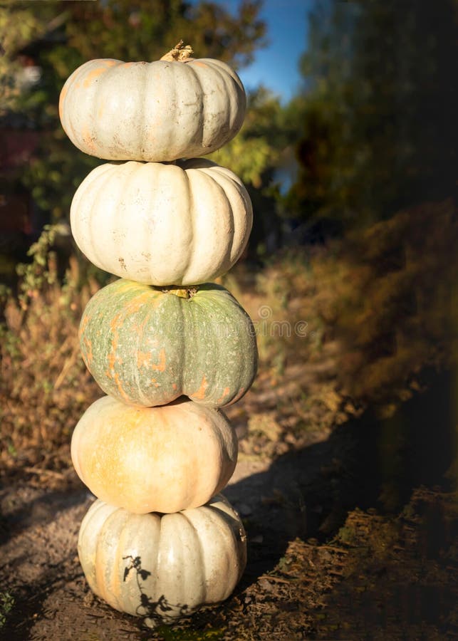 Stack of Pumpkins in a Field or Farm Stock Image - Image of farming ...
