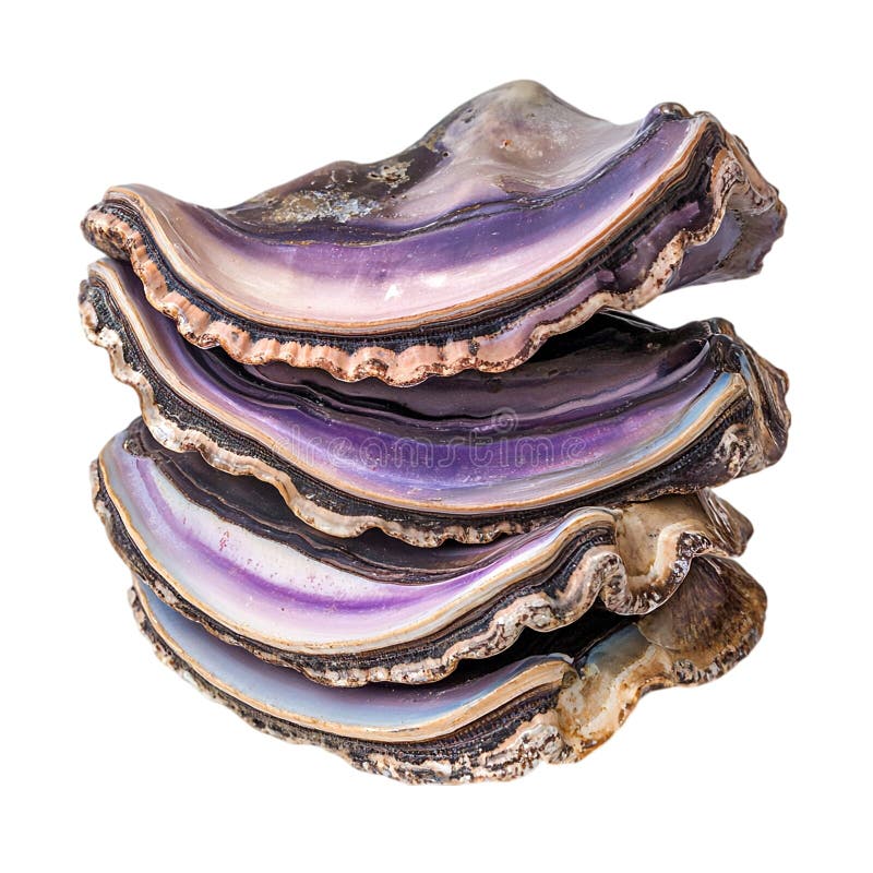 Stack of Purple and Brown Ocean Shells Natural Texture Sea Art Pile ...