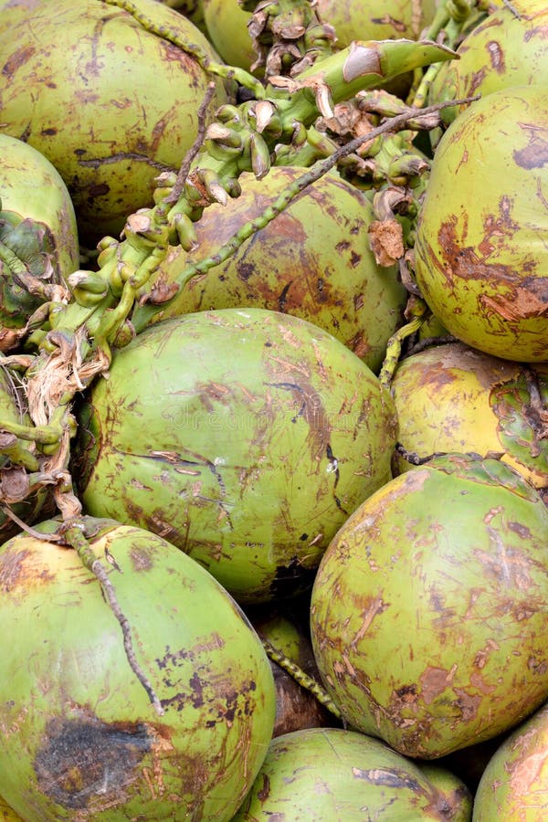 Cocoanut with raw cover stock photo. Image of fresh, yellow - 30084822