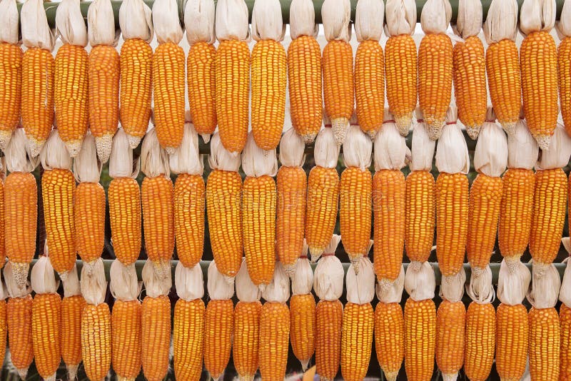 Stack of Raw Corn Decorated in Thailand Rural Farm Stock Photo - Image ...
