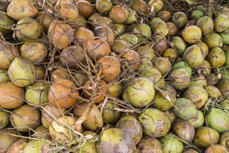 Coconut Background stock image. Image of ripe, harvest - 145656873
