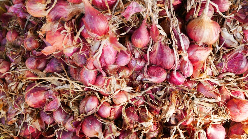 Stack red onion for food stock photo. Image of cooking - 114339552