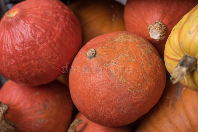 Stack of red pumpkins stock photo. Image of pumpkin - 185072540