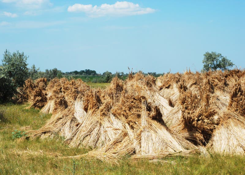Stack of Reeds in the Filed Stock Photo - Image of roof, thatch: 13154822