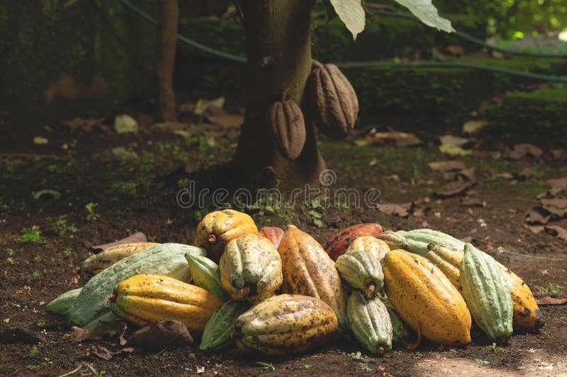 Ripe Cocoa Pods on Tree Growth in Garden Stock Photo - Image of fruit ...