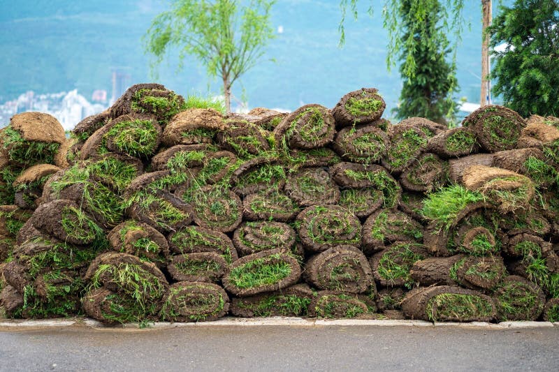 Stack of Rolled Turf Grass Ready for Landscaping Installation. Stock ...