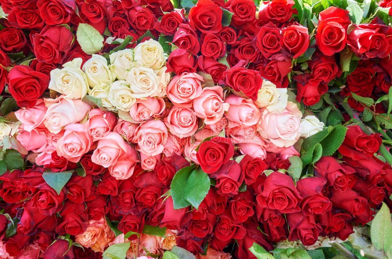 Stack of Roses, Nature Background, Selective Focus, Ecuador Stock Image ...