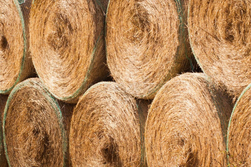 Stack of Round Hay Bales Drying Outdoors Stock Image - Image of ...