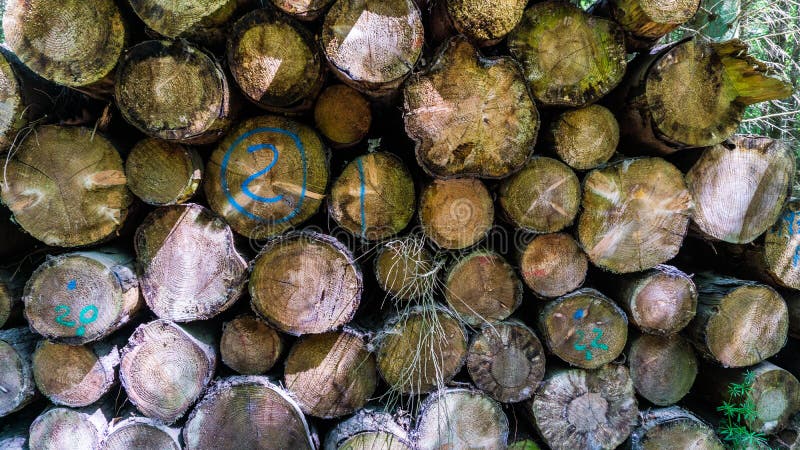 Stack of roundwood stock image. Image of round, pile - 142533815