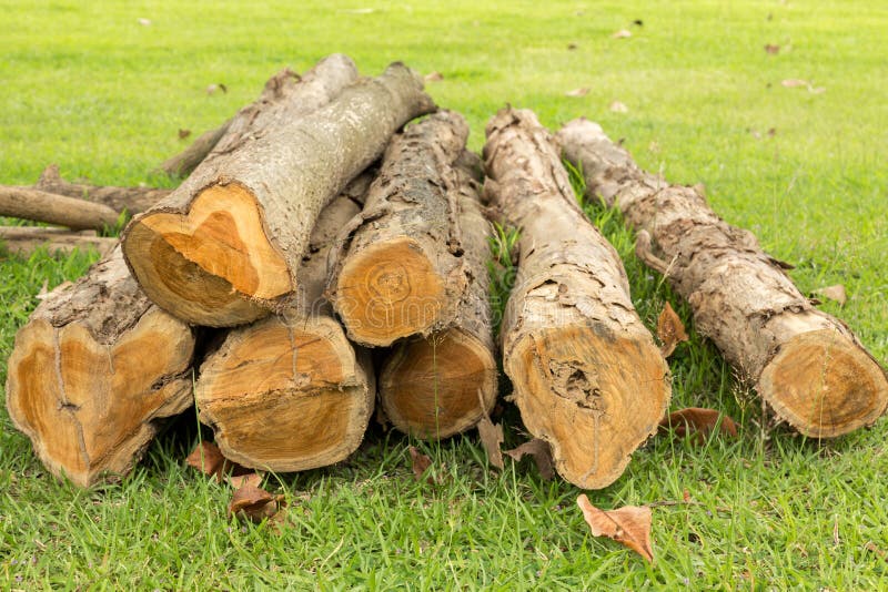 Stack of rubber tree log stock image. Image of chip, heap - 45030331