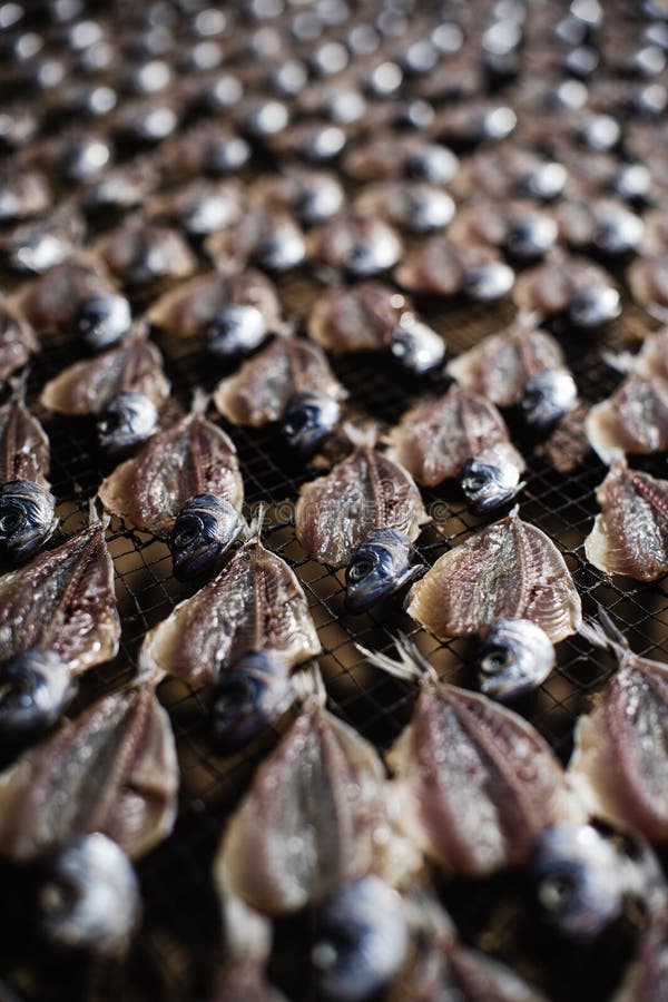 Dried Fish are Cooling in the Sun on a Rack at an Industrial Facility ...