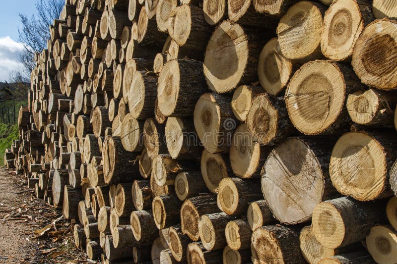 Stack of sawn tree trunks stock image. Image of nature - 30969421